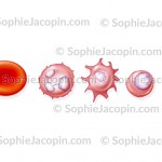 CAPILLAIRE SANGUIN - illustration-medicale.com - Sophie Jacopin