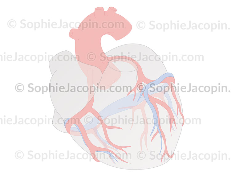 ARTÈRES CORONAIRES - illustration-medicale.com - Sophie Jacopin