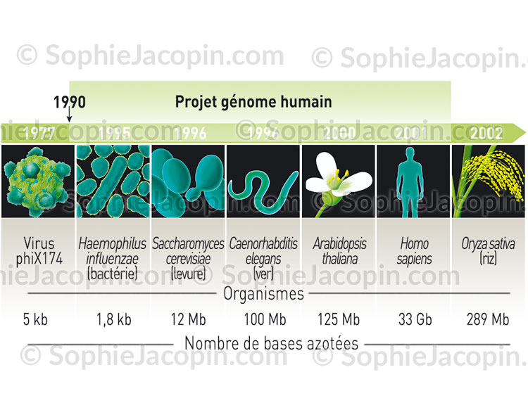 Projet-génome-humain- illustration-medicale.com -Sophie Jacopin