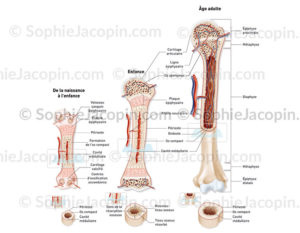 DÉVELOPPEMENT DE L'OS - illustration-medicale.com - Sophie Jacopin