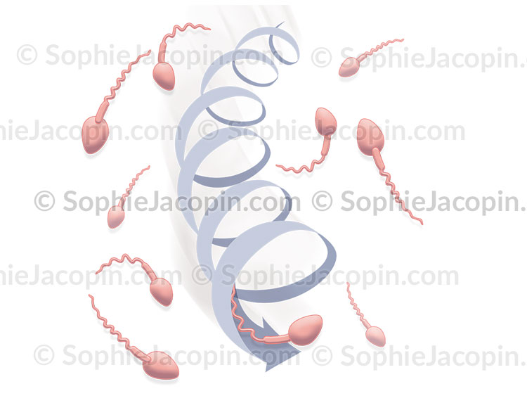DÉPLACEMENT SPERMATOZOÏDES - illustration-medicale.com - Sophie Jacopin
