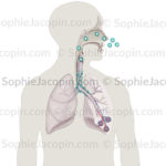 ASPERGILLOSE INVASIVE DIFFUSE - illustration-medicale.com - Sophie Jacopin