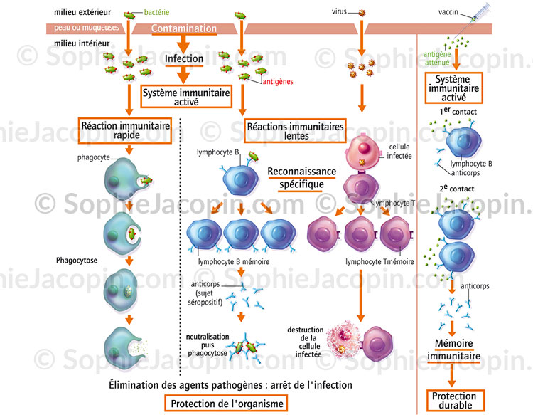 RÉACTIONS IMMUNITAIRES - Illustration scientifique - Sophie Jacopin