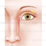 SYSTÈME LACRYMAL - illustration-medicale.com - Sophie Jacopin