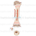 DÉVELOPPEMENT OSSEUX - illustration-medicale.com- Sophie Jacopin