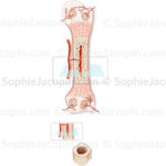 CROISSANCE OSSEUSE DU NOURRISSON - Sophie Jacopin