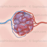 CAVERNOME - Illustration - Sophie Jacopin